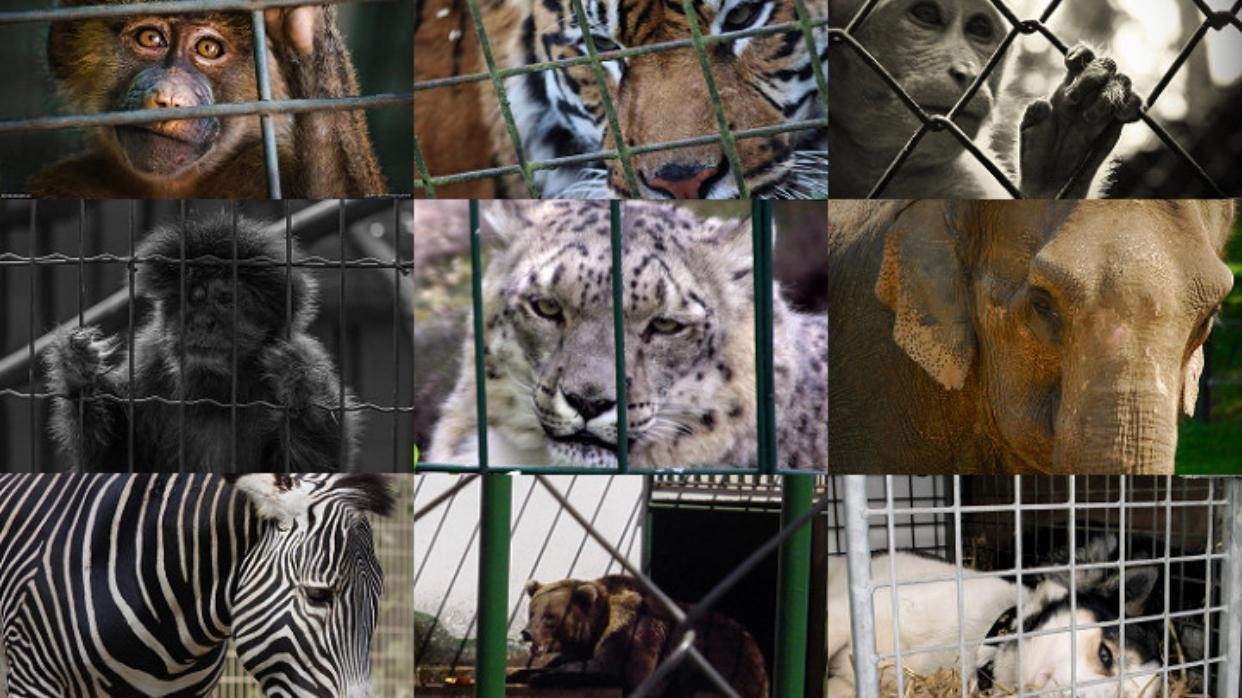 Petition · END ANIMAL CAPTIVITY - United States · Change.org