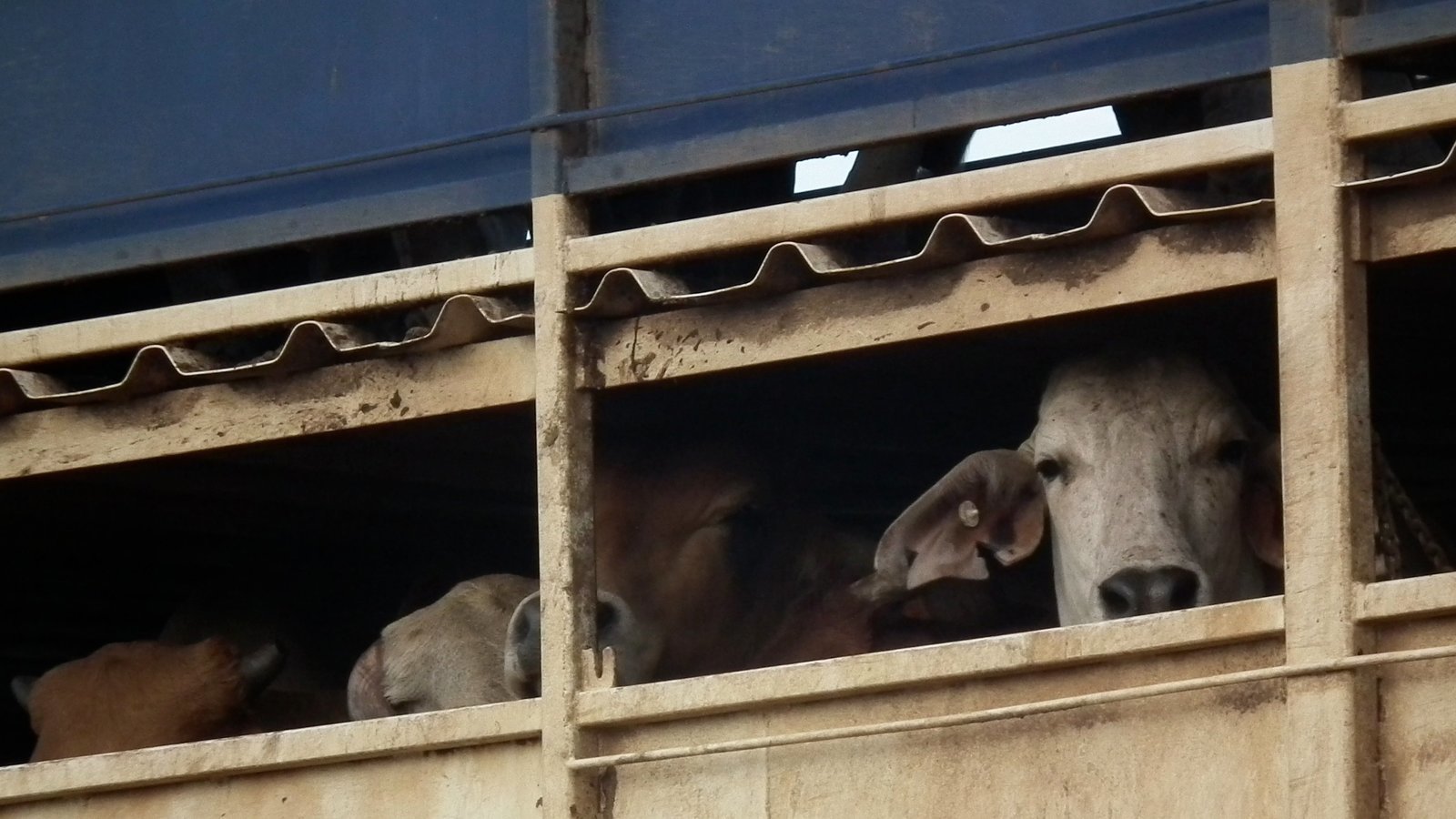 Petition update · THE CRUELTY CONTINUES IN 2019 - PLEASE HELP END LIVE ...