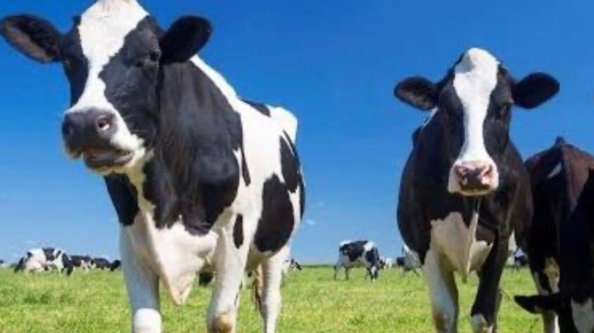 Petition · Ban Bovear and similar products in the UK - United Kingdom ...