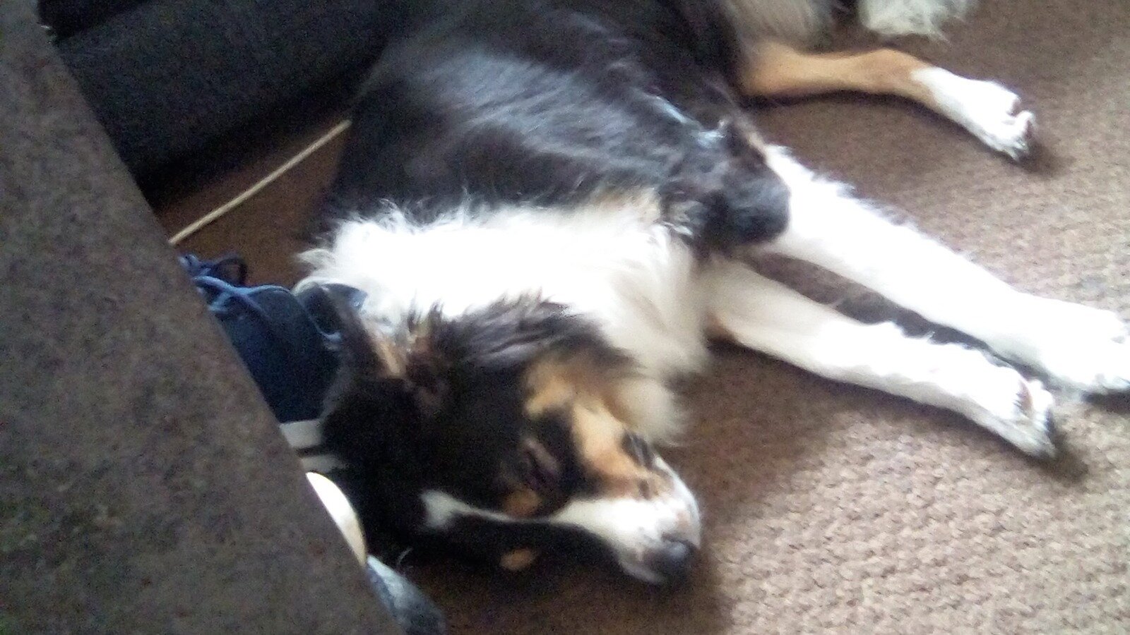 Petition · Stop Animal Poisoning in East Ayrshire - United Kingdom ...