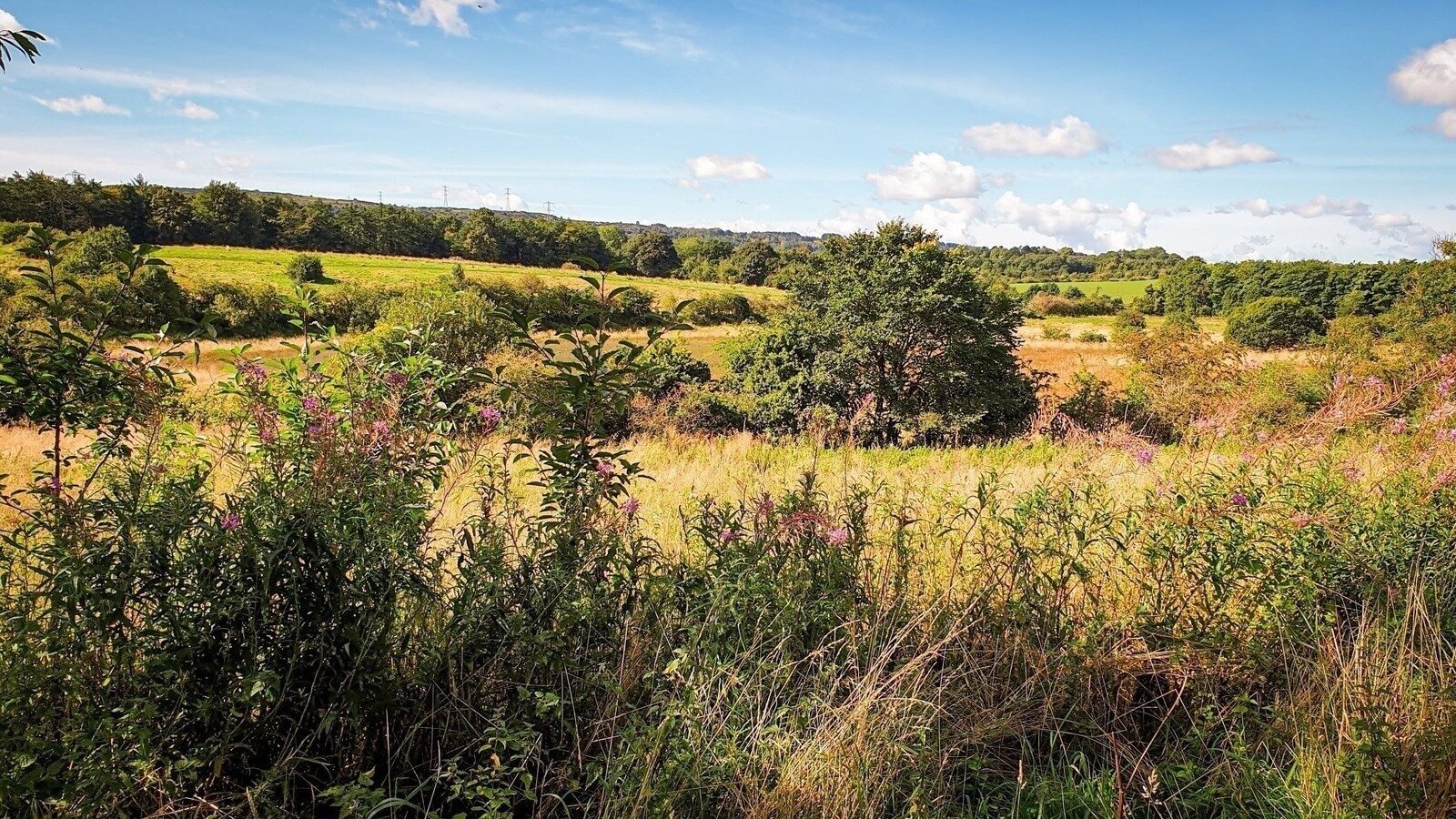 Petition · REVOKE PLANNING PERMISSION AT DYKEBAR SPECIES RICH GRASSLAND ...