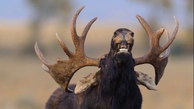 Petition · Change the plural form of “moose” from “moose” to “meese ...
