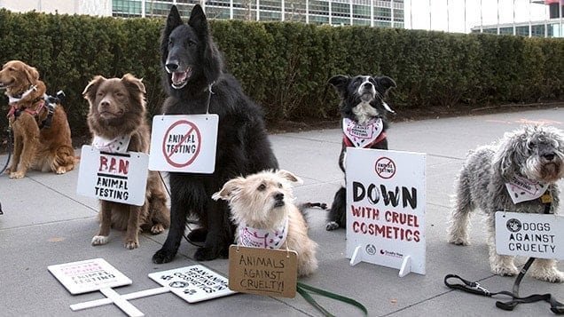 Petition · Lets Stop Animal Testing! - United States · Change.org