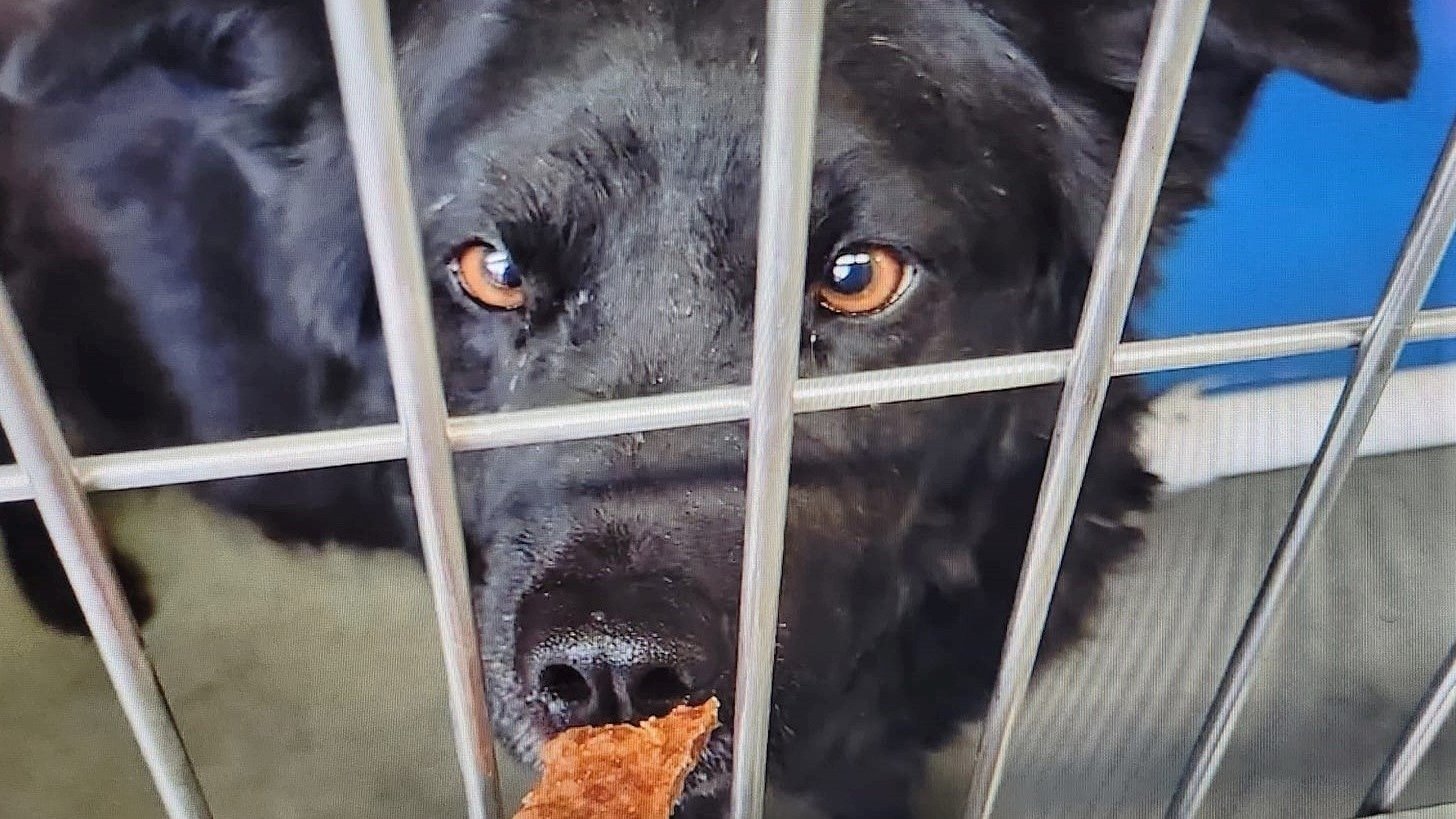 Petition · Email to SAVE Angela DOG FROM BEING KILLED by SA ACS after ...
