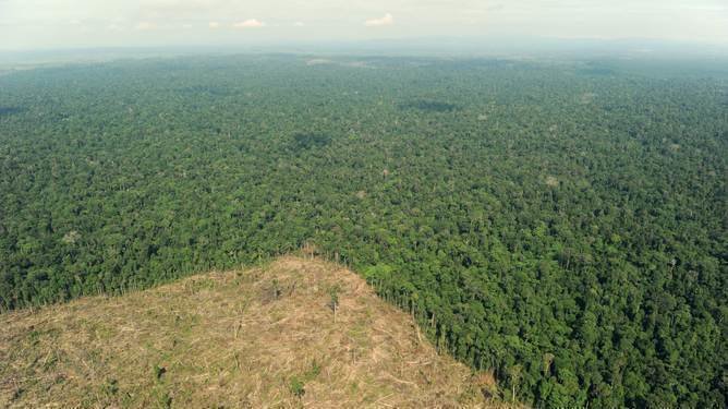 Petition · End deforestation in the Amazon Rainforest - United States ...