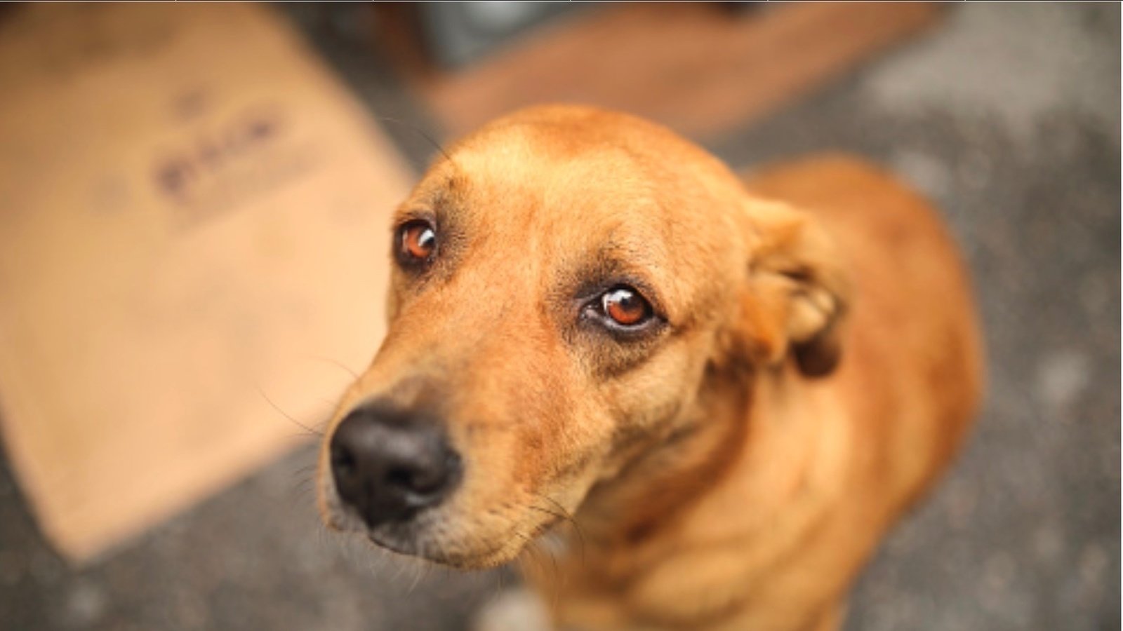 Petition Save Street Dogs Change Petition Save Street Dogs Change