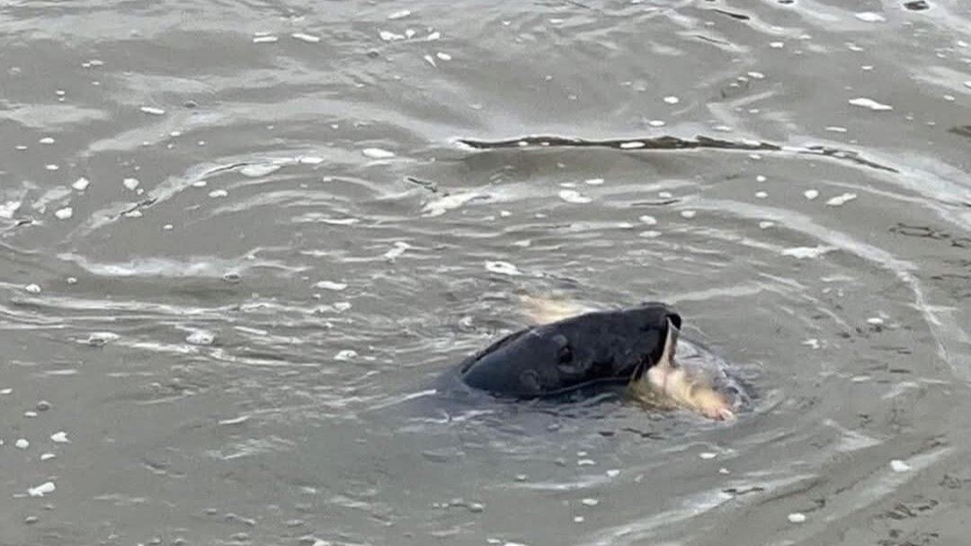 Petition · Protect our fish from Overpredation by Seals - United ...