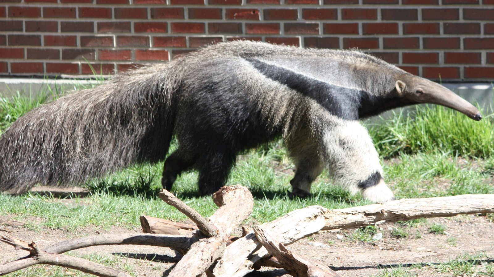 Petition · WE NEED AN ANTEATER EMOJI - United States · Change.org