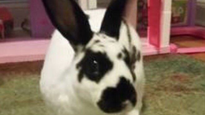 Petition · mercedes getting a bunny - United States · Change.org