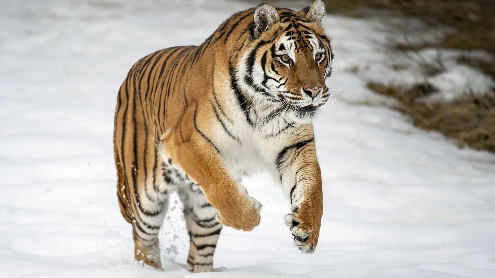 Petition · Tigers for Pets - United States · Change.org