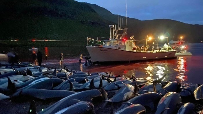 Petition · Halt the Dolphin Slaughter in the Faroes. Boycott Danish ...