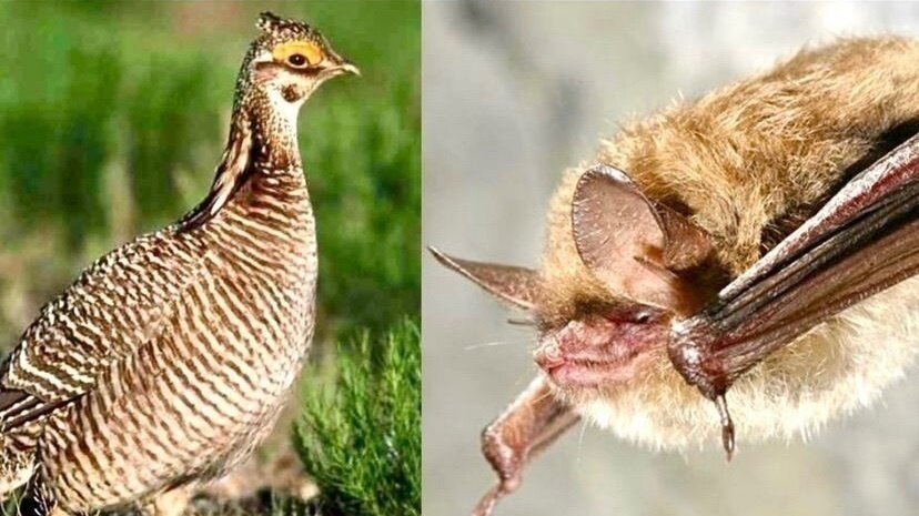 Petition · Tell Biden to protect the Lesser Prairie-Chicken and the ...