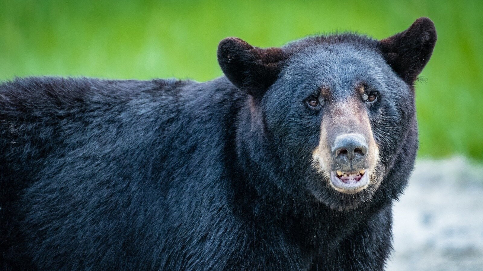 Petition update · UPDATE: Your Voice Is Needed To Save Florida Black ...