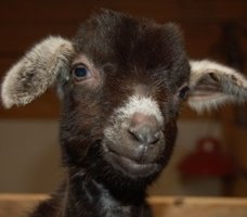 Petition · Downed Animal Protection - No Downers Campaign - United ...