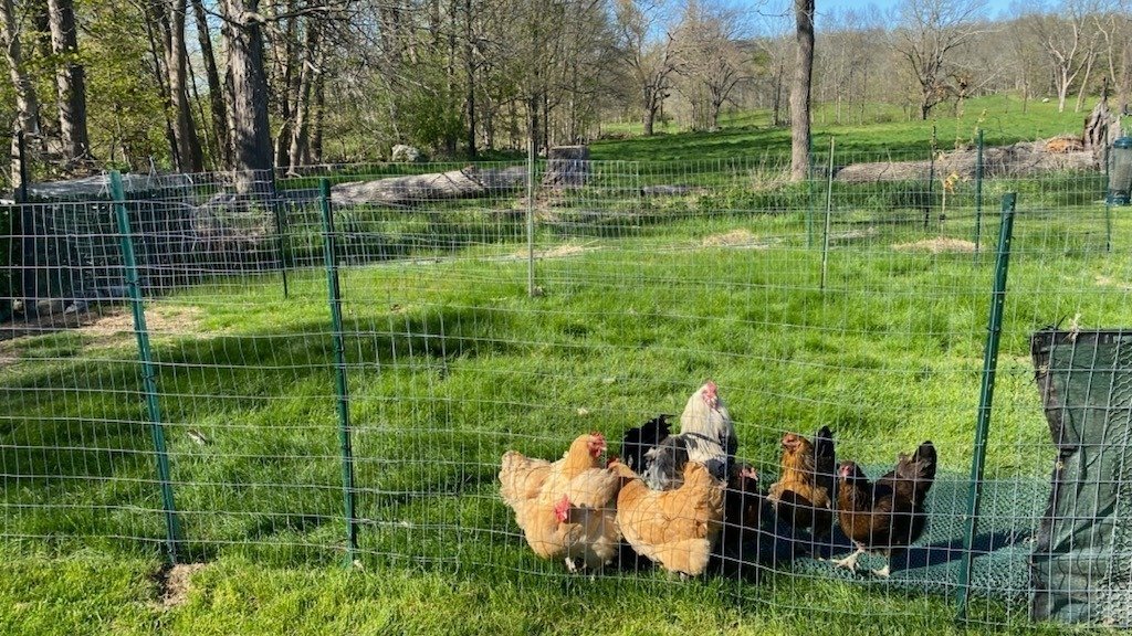 Petition · Town of Warwick Residents against the Ban on Roosters ...