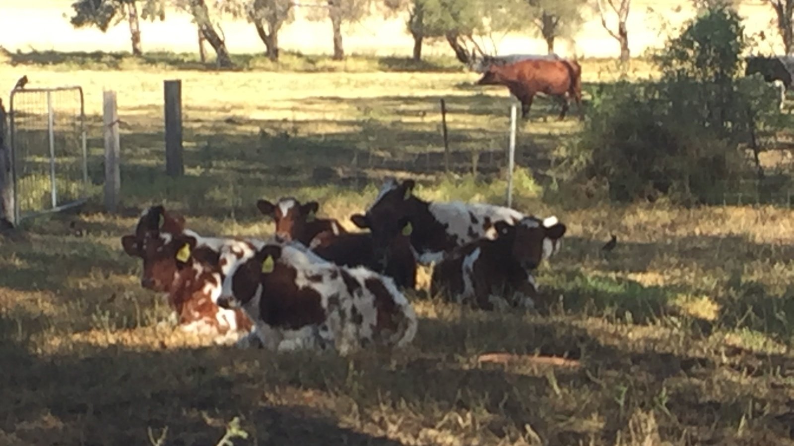 Petition · Hands off Hurlstone: Keep Hurlstone an Agricultural Boarding ...