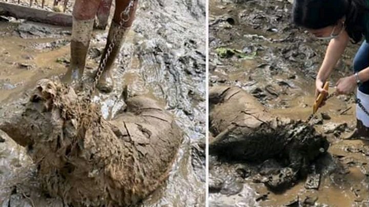 Petition · No Animals Should Left Behind - Philippines · Change.org