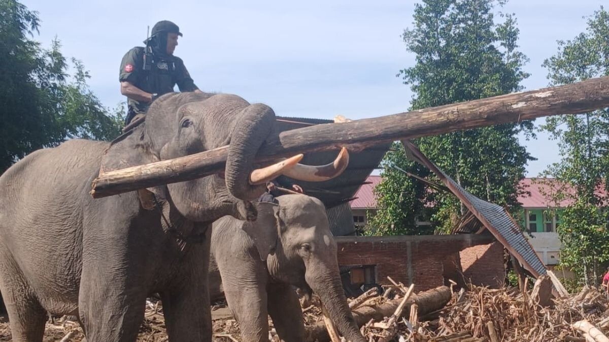 Petition · Tell Indonesia: Stop Using Elephants as Tools After Disaster ...