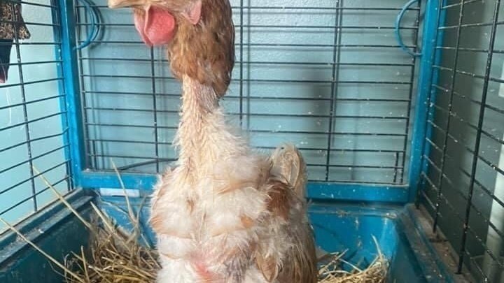 Petition · No live animals in the landfill ! - Canada · Change.org