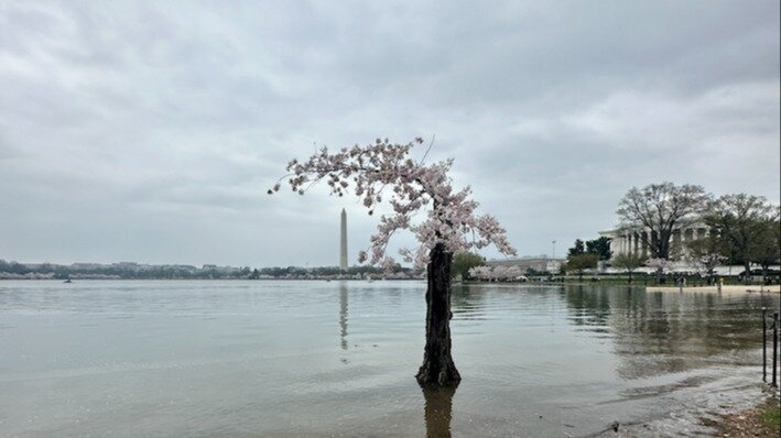 Petition · Save Stumpy: Preserve DC's Beloved Symbol of Resilience ... Petition · Save Stumpy: Preserve DC's Beloved Symbol of Resilience ...