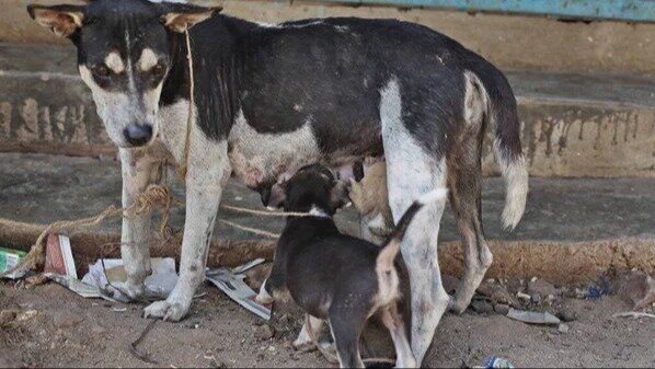 Petition · ASKALS ARE PETS TOO: STOP THE ABUSE - Philippines · Change.org
