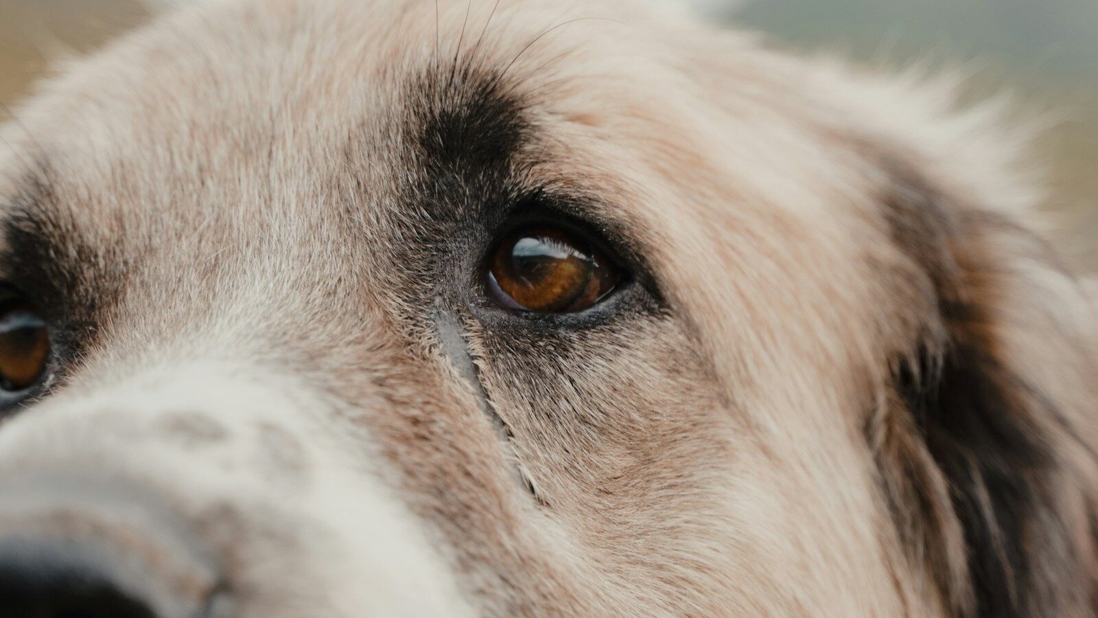 Petition · Demand Maximum Prosecution in the Meriden Animal Abuse Case ...