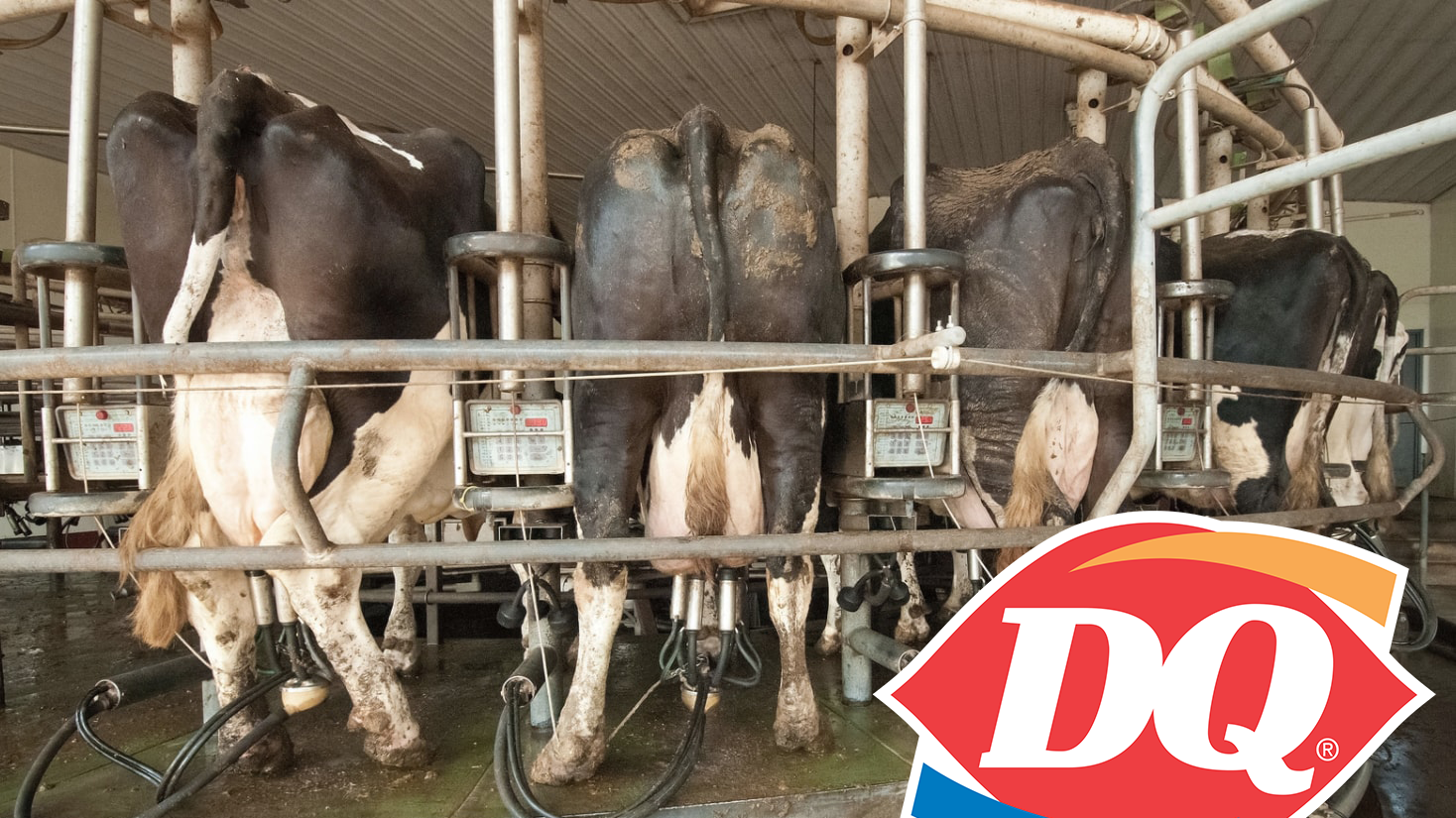 Petition · Tell Dairy Queen to Include Vegan Options - United States ...