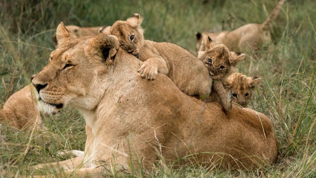 Petition update · News on the UK Trophy Hunting( Import Prohibition ...