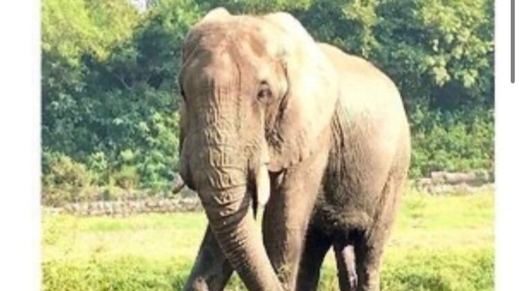 Petition · The Lonely Elephant, Shankar - India · Change.org
