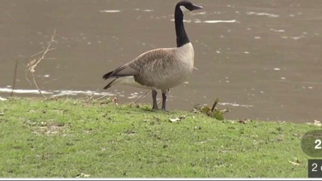 Petition · Save the Geese at Bloomsburg Park - United States · Change.org