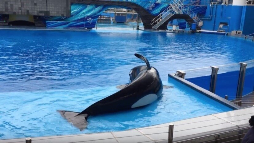 Petition · Help the Orca Whales!! - Malaysia · Change.org
