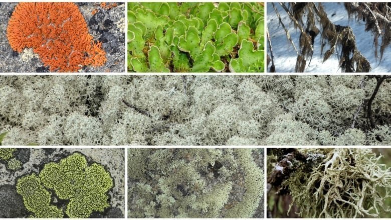 Petition · Love for Lichen - Canada · Change.org