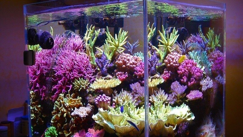 Petition · Legalize and Regulate Home Coral Aquariums to Support Coral Reef Restoration in India ...