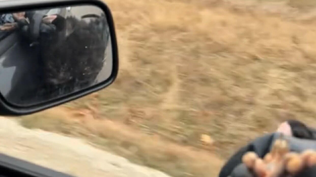 Petition · Justice for Two Abused and Abandoned Roosters - Bates City ...