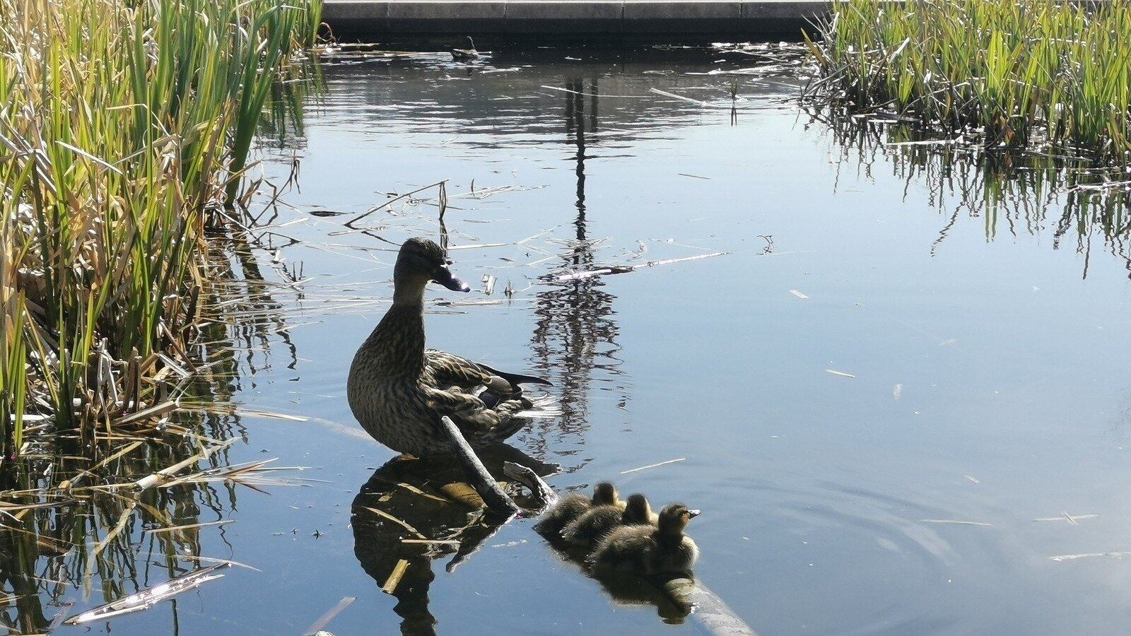Petition · Save Our Pond Wildlife: Stop Cruelty, Add Cameras, and ...