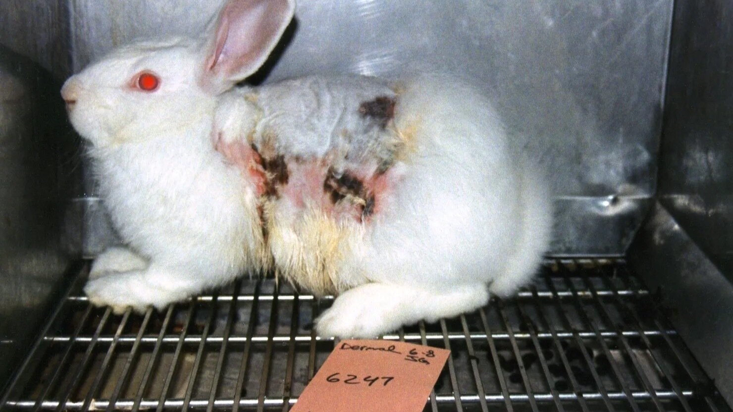Petition · The Impact of Animal Testing in Cosmetics - United States ...