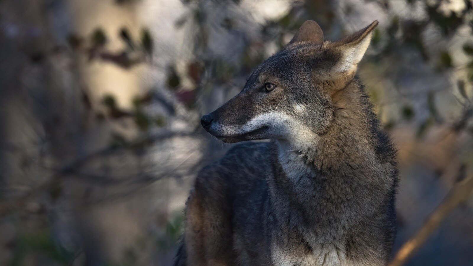 Petition · Make Wildlife Crossing Safer for Red Wolves - United States ...