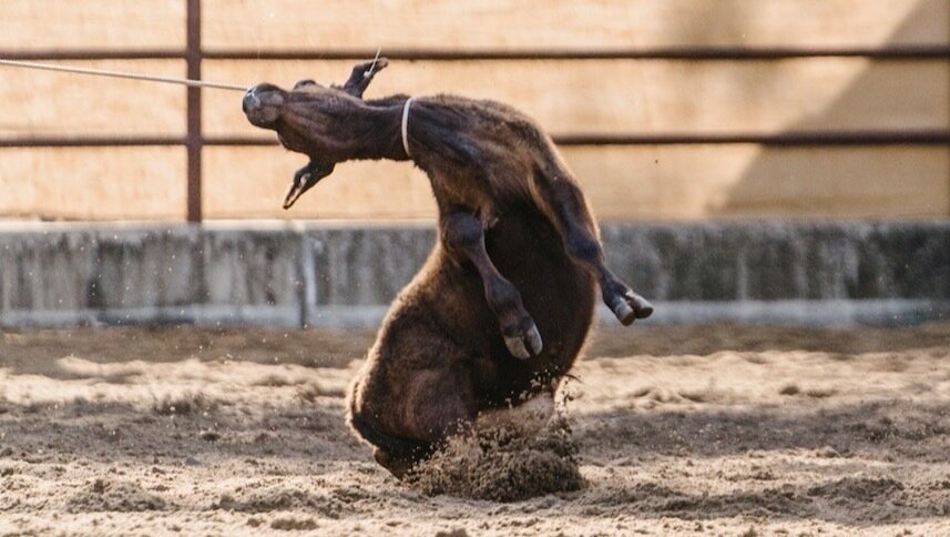 Petition · Ban Bull Riding and Calf Roping in the United States ...