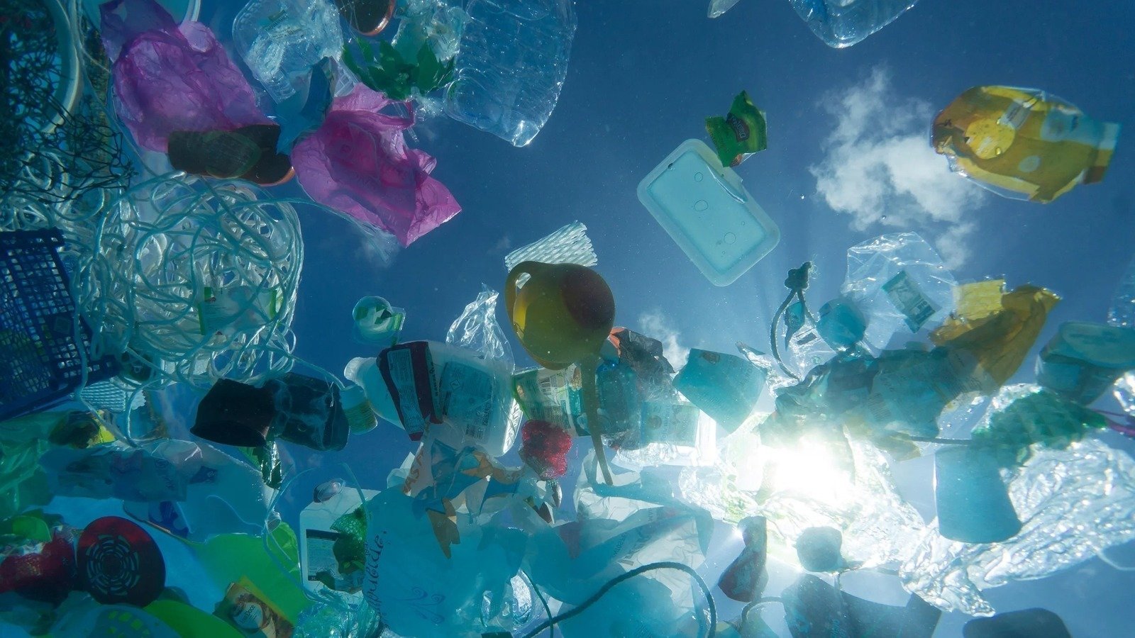 Petition · Stop the sale and distribution of single-use plastics in the ...
