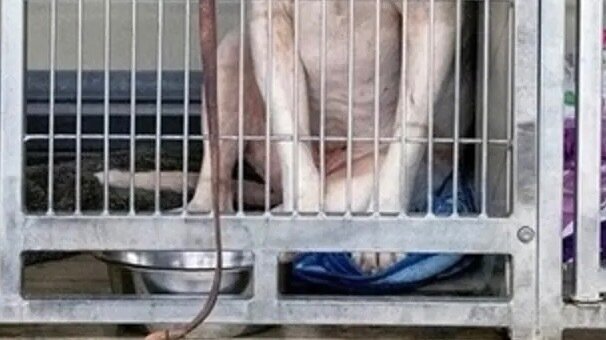 Petition · Rover must Demand Verification of All Animal Sitters ...