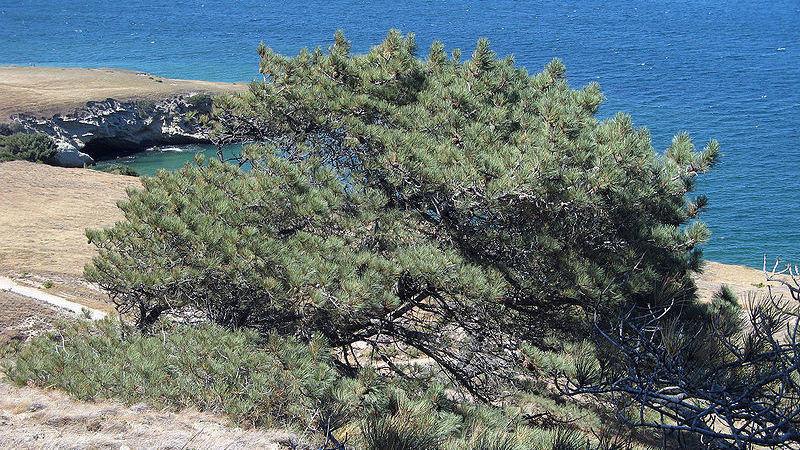 Petition · Protect the Endangered Torrey Pines & Stop the Power Company ...