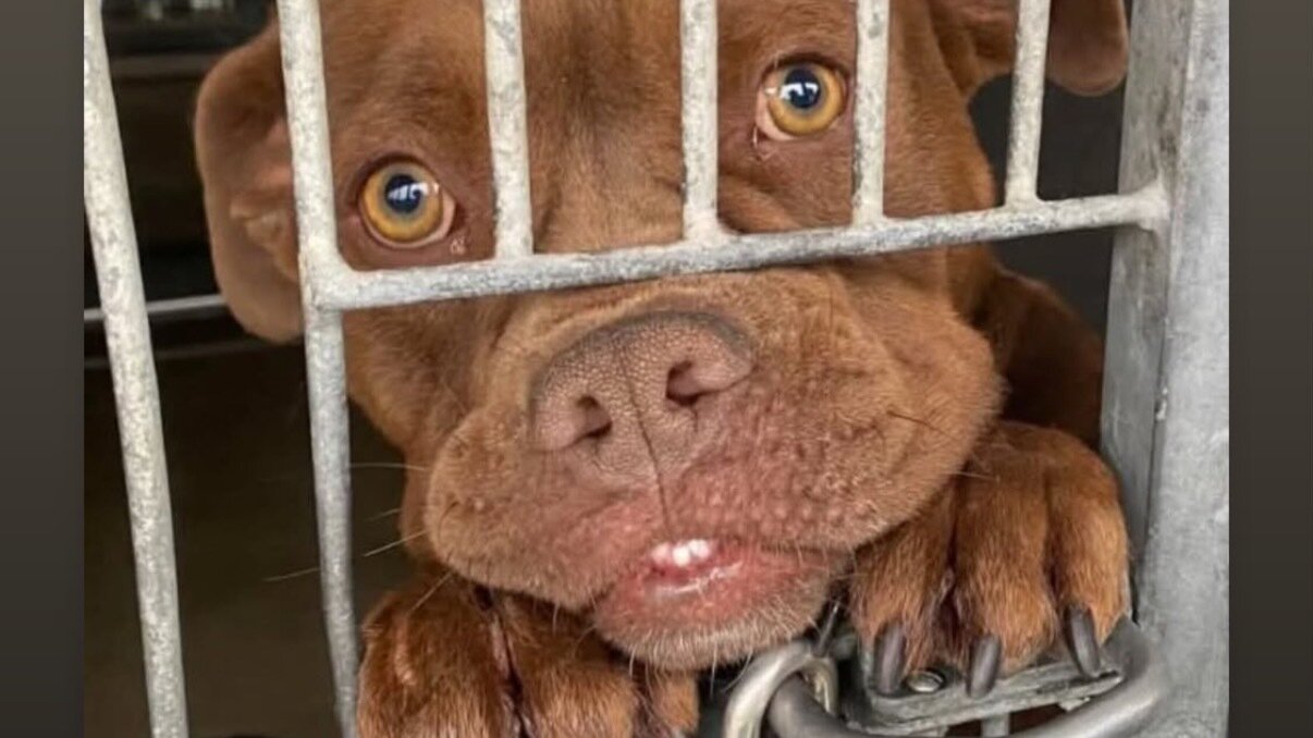 Petition · Stop Fraudulent Rescues from Dumping Dogs: Demand a National ...