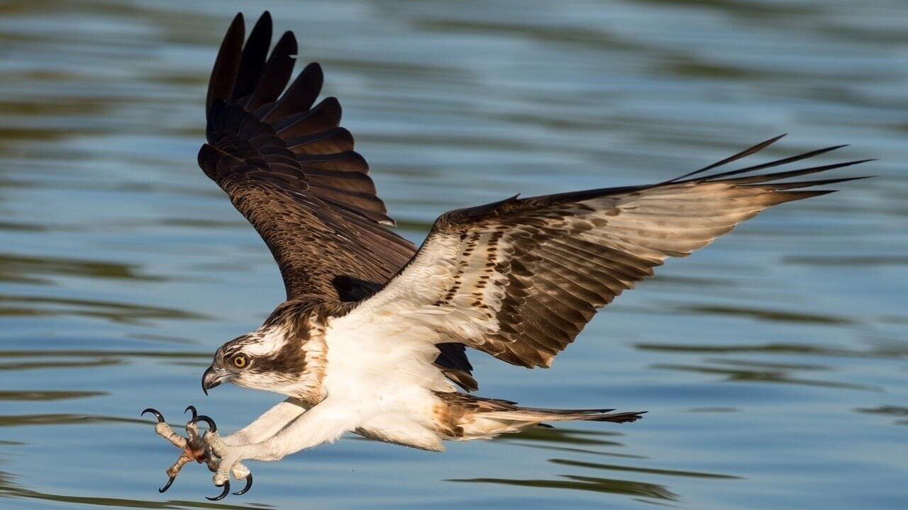 Petition · Change the Springville High School mascot to inspire great ...