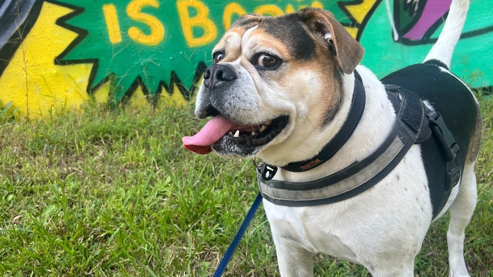 Petition · Urge the Westmoreland County Humane Society Board to Reform ...