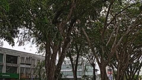 Petition · Protect the Urban Trees of Kuching from Indiscriminate ...