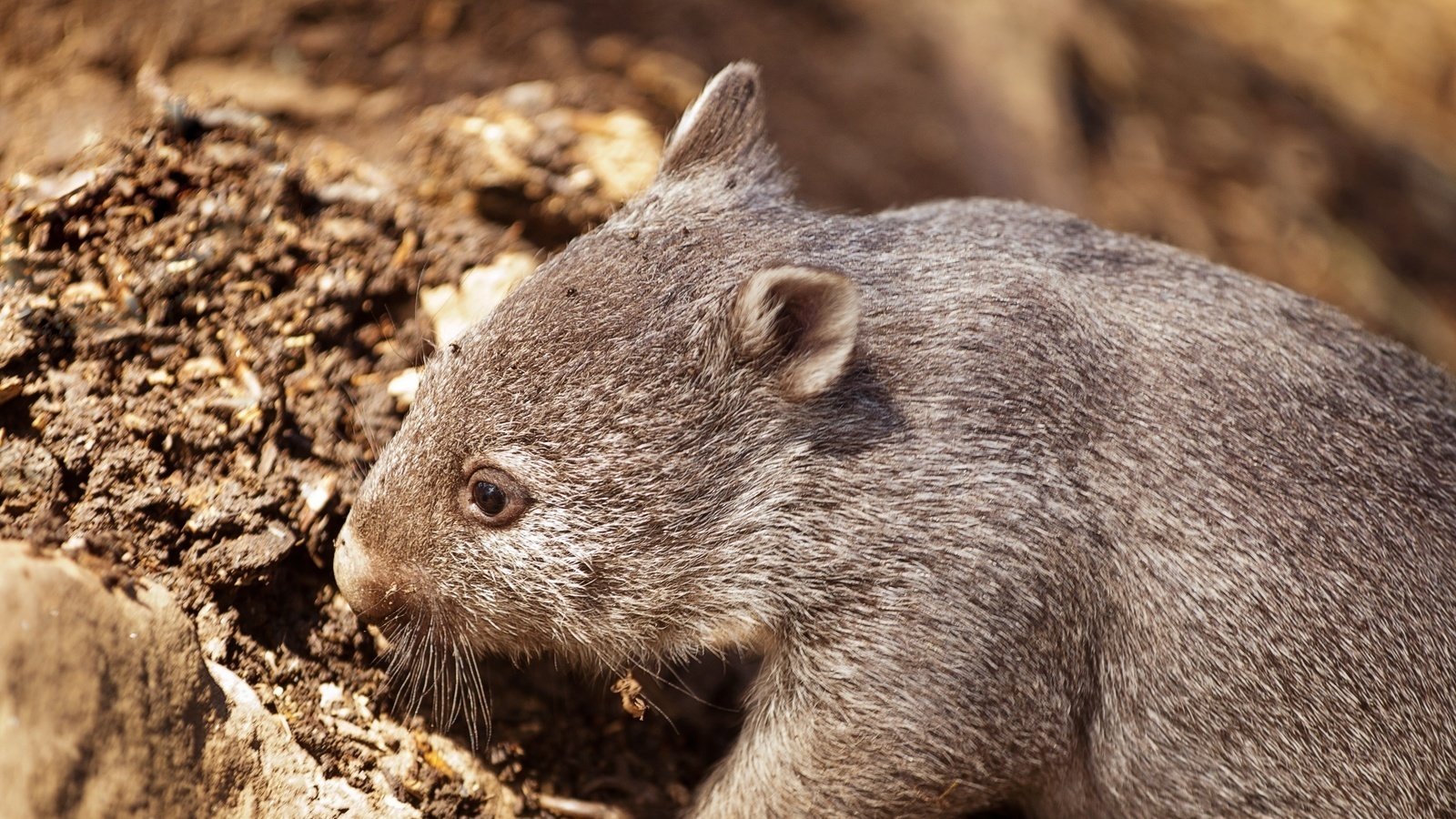 Petition update · Stop using the term 'Common Wombat' ~ official name ...