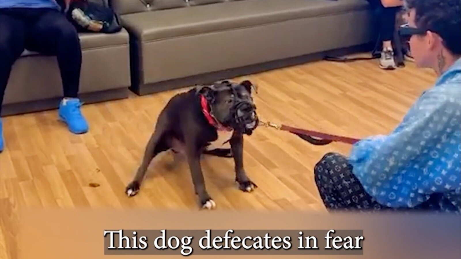 Petition update · Why The Dog Daddy is a danger to dogs. · Change.org ...