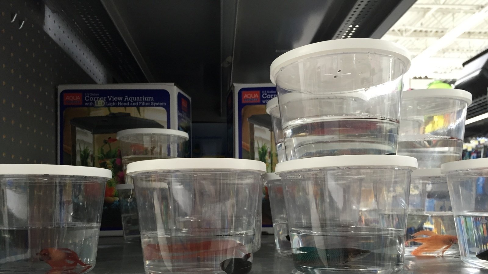 Petition · Beta Fish Neglected at Walmart - United States · Change.org