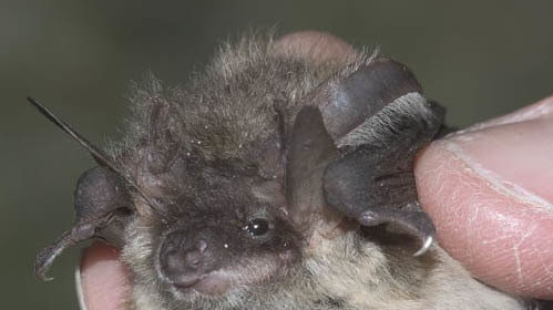 Petition · Save Grey Bats - United States · Change.org