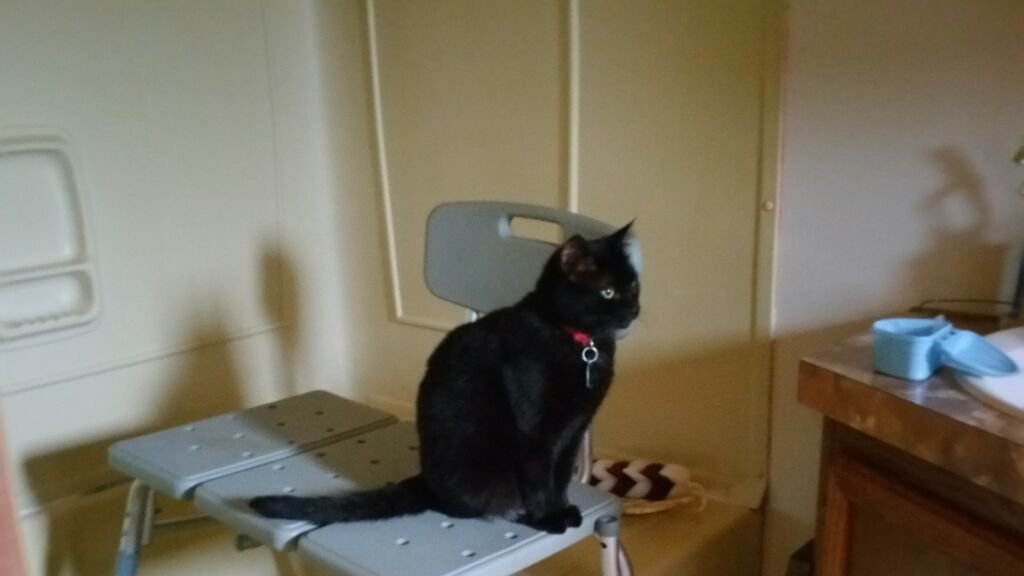 Petition · American Disabilities Act: Petition to have ADA recognize ...